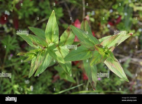 Broad Leaved Willowherb Epilobium Montanum Plantae Llyn Parc Mawr