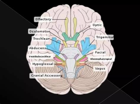 Hypoglossal Nerve Palsy Pptx