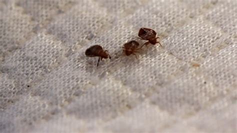 Orkin Bed Bugs Are A Problem In Indianapolis How To Get Rid Of Them