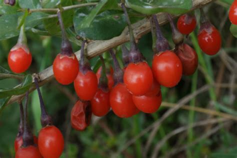 Goji