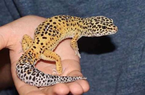 Leopard Gecko Food How Long Can They Go Without Eating Vital Frog