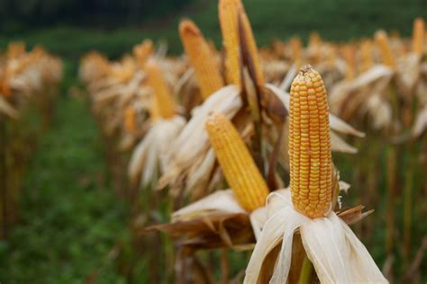Campo Agropecuario Anhelan Consolidar La Bolsa De Los Productos