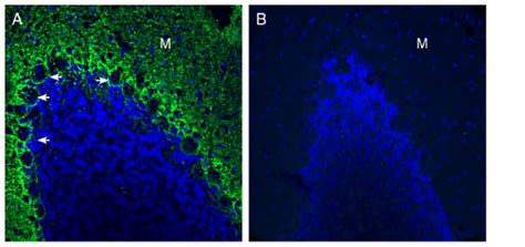 Anti Gpr37l1 Extracellular Antibody Agr 050 Alomone Labs