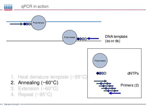 introduction to real time pcr q pcr qpcr qrt pcr qpcr technology w…
