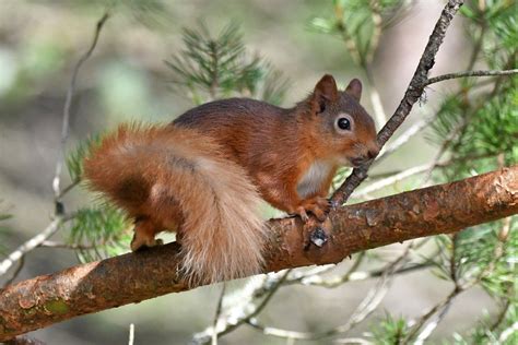 Red Squirrels — Yorkshire Arboretum