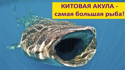 КИТОВАЯ АКУЛА огромная рыба с зубами на глазах Наталья Носова Youtube