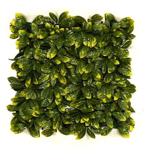 Piper Green En 2025 Jardines Verticales Jardines Que Te Mejores