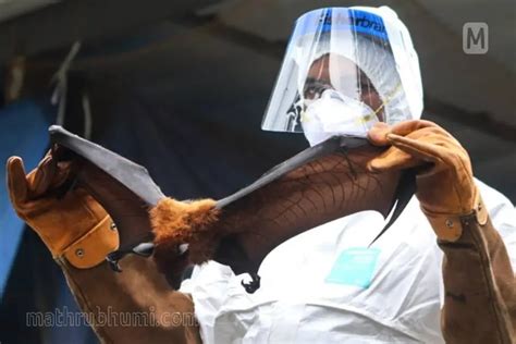 Nipah Virus Continues To Haunt Kerala Two Deaths In Malappuram In Last Two Months
