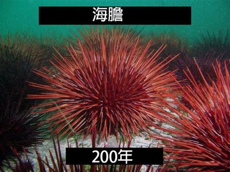盤點全球壽命最長的六種動物：老龜僅第四，第一名生物長生不老！ 每日頭條