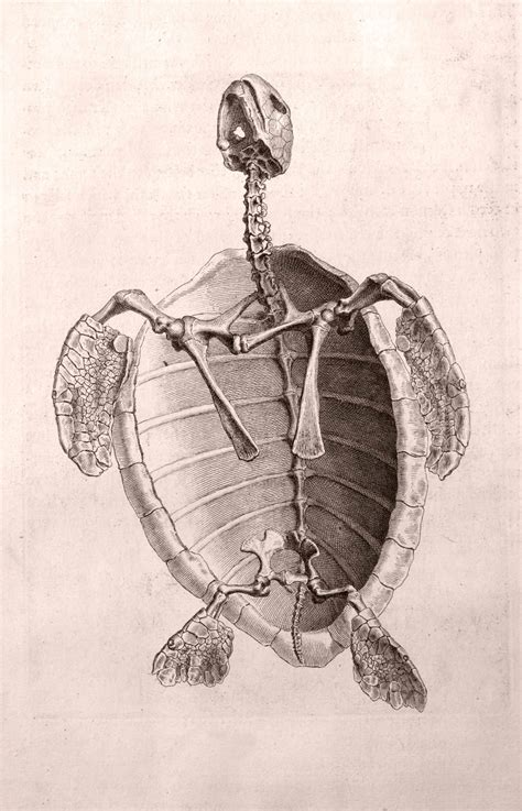 Turtle Anatomy
