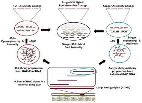 a schematic diagram representing mtp based bac pool sequencing for