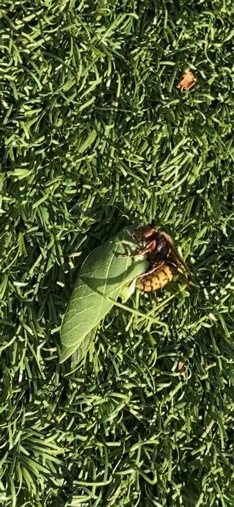 Wasp Identification Please Rentomology