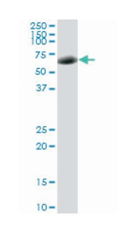 Anti Nr1d1 Antibody 200ul