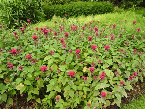 Monarda Raspberry Wine Bee Balm North Carolina Extension Gardener