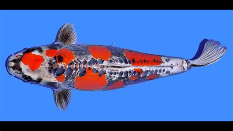 Benikikokuryu Ozumi Ikarashi 60cm 5J Female VHQ YouTube