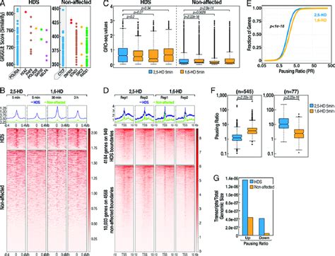 Hds Boundaries Are Characterized By High Transcription Levels And