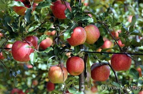 2050년 사과 재배지는 강원뿐…사과연구소 설립 시급 연합뉴스