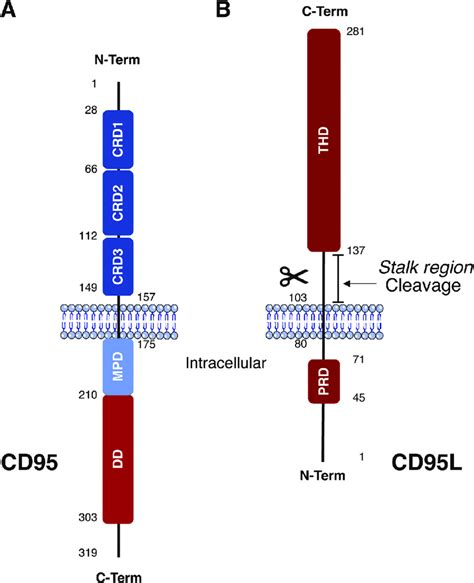 The Cd95 Receptor And Its Cognate Ligand Cd95l Schematic Download