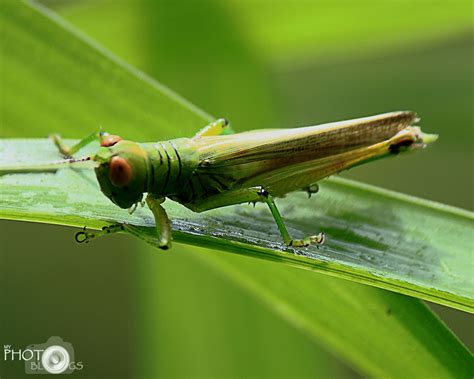 Shilonda Trail Photowalk Photowalks In Mumbai