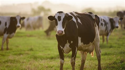 Ketose Aantonen Voorkomen En Behandelen Roeters Bv