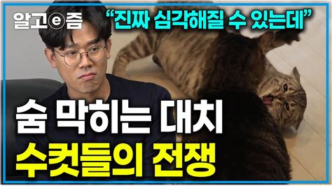 눈도 안 마주쳤는데도 전쟁 시작 한치의 양보도 없는 고양이와 선전포고 시 가만 안 두겠다는 고양이의 숨 막히는 대치｜고양이를