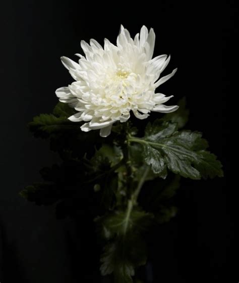 무안 항공기 사고 희생자 추모 1월 4일까지 국가 애도 기간 지정 조기 게양 공직자 검정 리본 착용