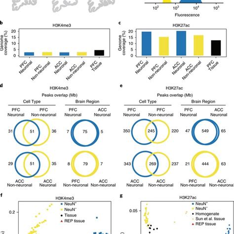 Cell And Region Specific Histone Modification Profiling In The Human Download Scientific