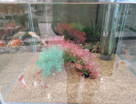 金魚水槽を見てきました 金魚大好きガールゆゆの『書きたい事を書いてます』