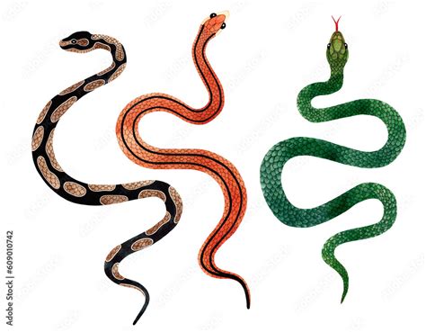 Watercolor Snakes Top View Illustration Isolated On Transparent