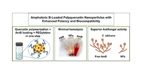 Amphotericin B Loaded Plant Inspired Polyphenol Nanoparticles Enhance Its Antifungal Activity