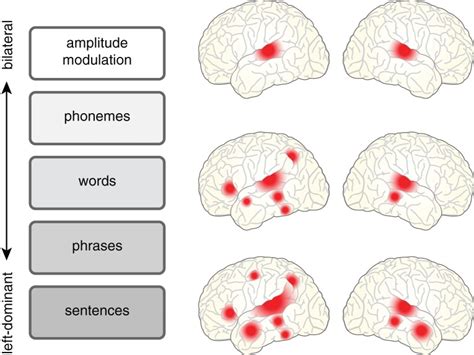 The Hemispheric Lateralization Of Speech Processing Depends On What