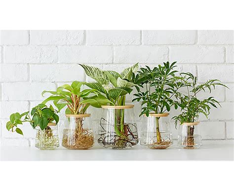 「水だけで育てる植物」って知ってる？こんなにおしゃれなうえに、手間いらずで虫の心配もないって最高かも 日々urala（ウララ）福井県のおすすめ情報