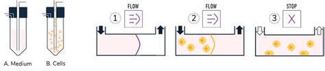 Automated Cell Seeding For Dynamic Cell Culture Elveflow
