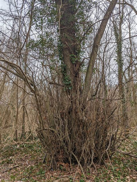 Tree By Ghosttribe On Deviantart