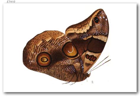 Catoblepia O Orgetorix Illustrations Of Types