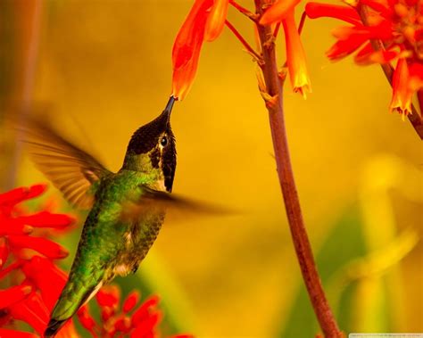 1366x768px 720p Free Download Hummingbird Green Back Animal Bird