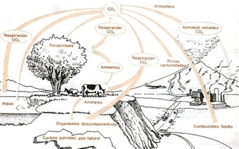 Ciclo Del Carbono