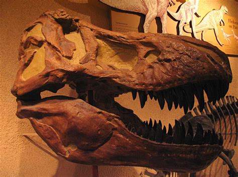 Louisville Fossils And Beyond B Rex On 60 Minutes