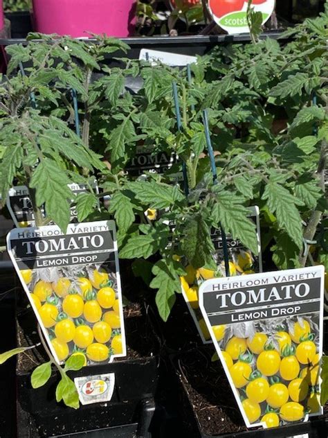 Tomato Lemon Drop 100mm The Garden Feast