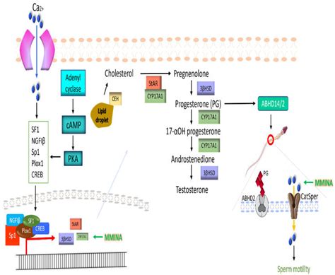 Proposed Pathways Of Mmina Mediated Expression Of Star Cyp17a1 3βhsd