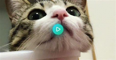 Sleepy Cat  On Imgur