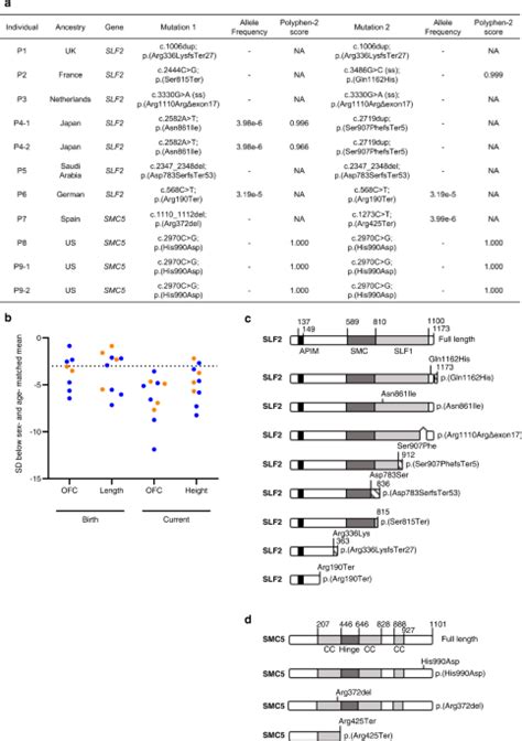 Pathogenic Variants In SLF And SMC Cause Segmented Chromosomes And Mosaic Variegated