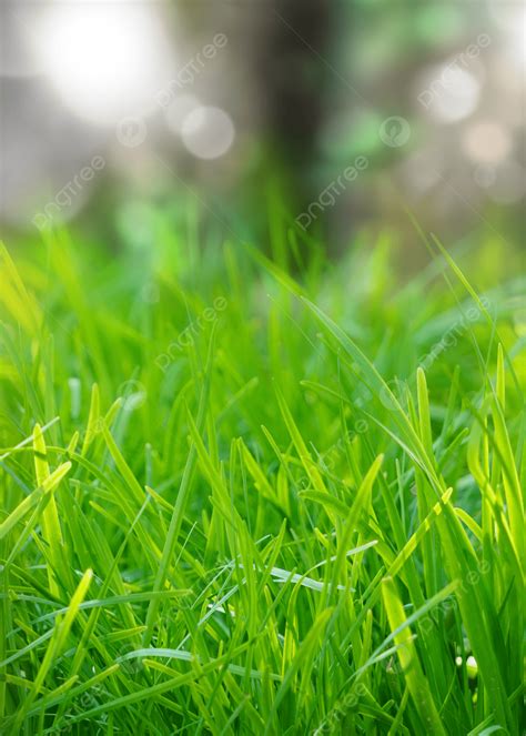 Green Grass Close Up Light Effect Wallpaper Light Effect Grass