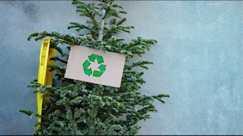 Eureka Ca Christmas Tree Recycling 2024 Hedi Susann