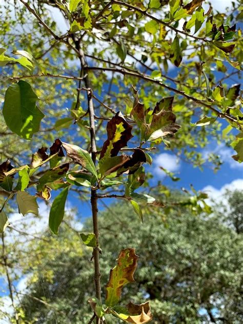 Oak Wilt Symptoms In Live Oaks Arborcare And Consulting