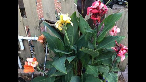How To Grow Cannas From Seed Youtube