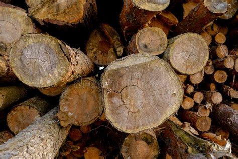 Tree Trunks For Heating Wooden Logs Heating Season Solid Fuel Chopped