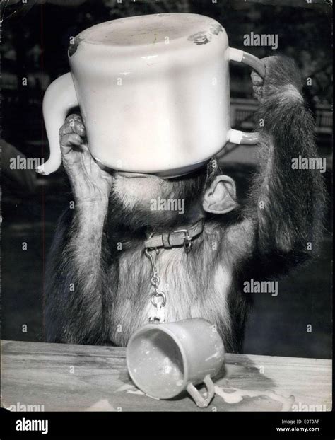 May 27 1960 Chimpanzees Tea Party Rehearsal At The London Zoo A