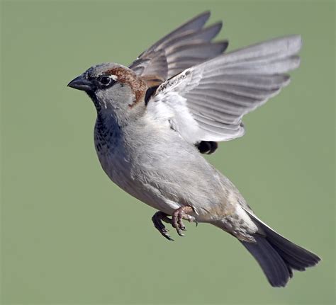 House Sparrow In Flight