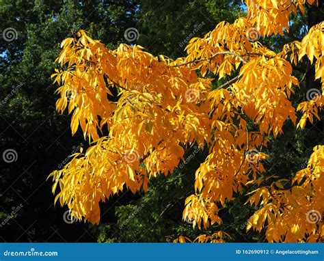 Beautiful Bright Yellow Autumn Foliage Of The Shagbark Hickory Tree